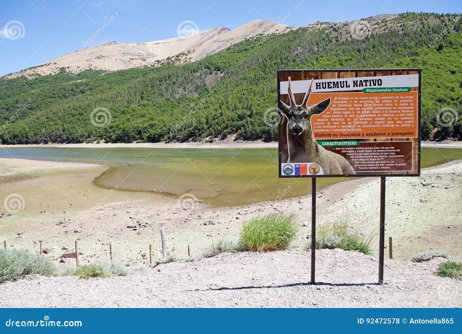 Laguna de Huemul, Chile foto de archivo editorial. Imagen de animal ...