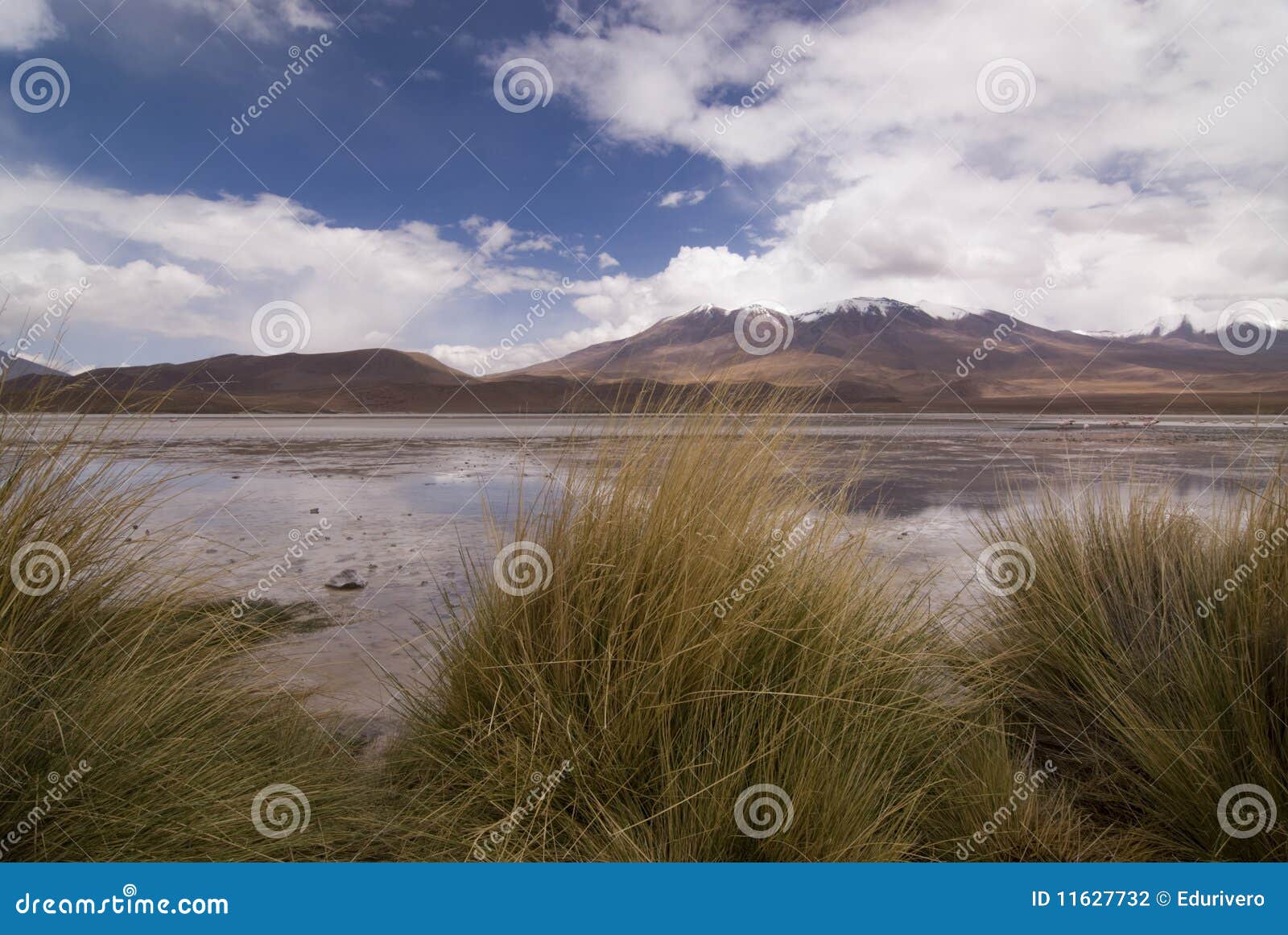 Laguna Hedionda in Bolivia stock photo. Image of america - 11627732