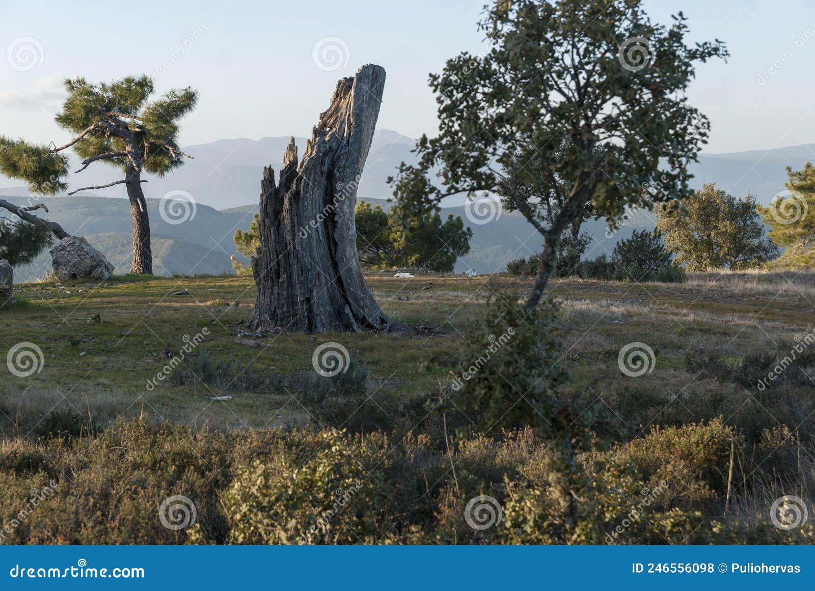 Lagunilla Dump Empty with Trunk and Bones To Feed the Vultures with ...