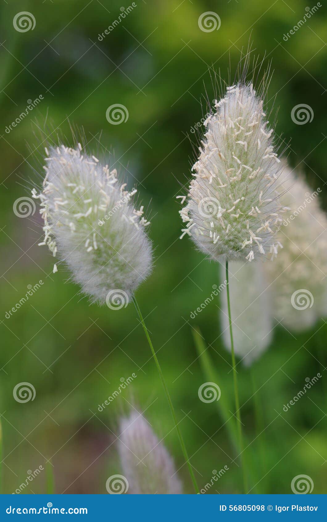 Lagurus plant stock photo. Image of lagurus, flower, background - 56805098