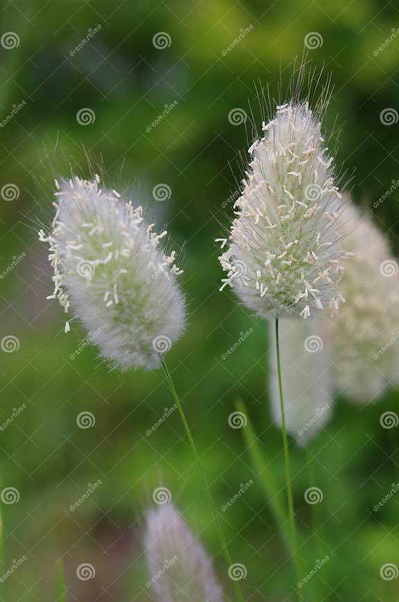 Lagurus plant stock photo. Image of lagurus, flower, background - 56805098