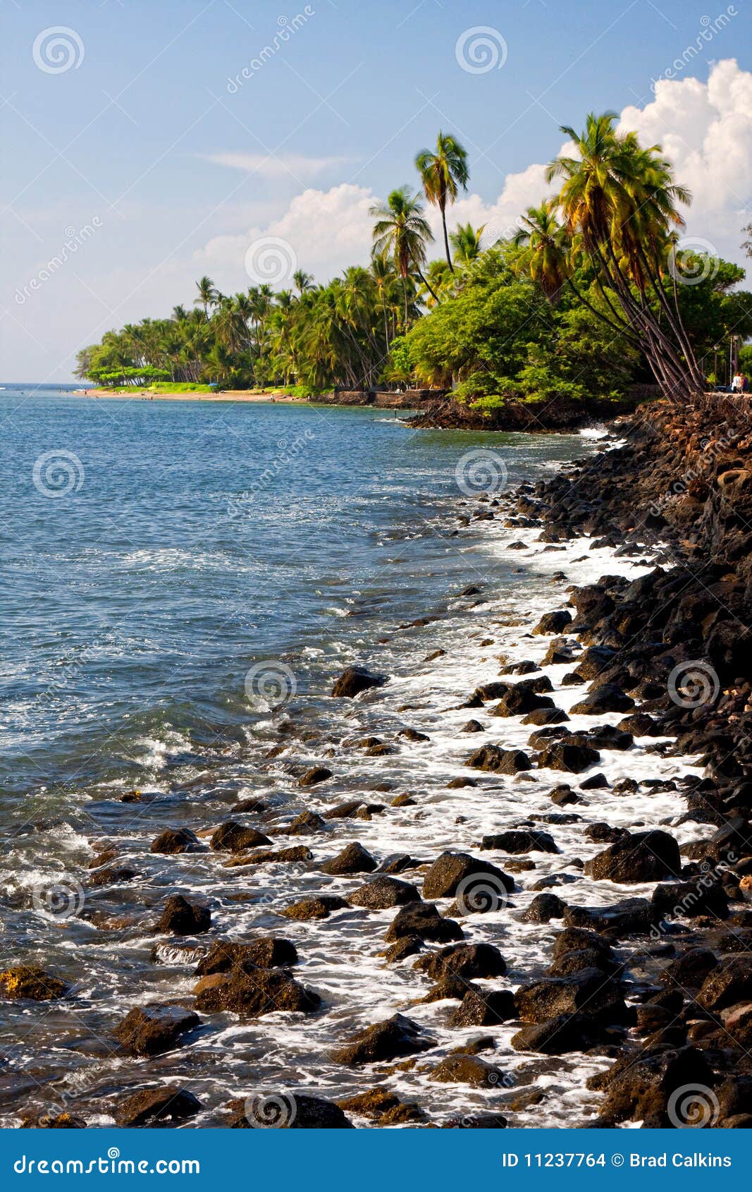Lahaina beach stock photo. Image of maui, sunny, trees - 11237764