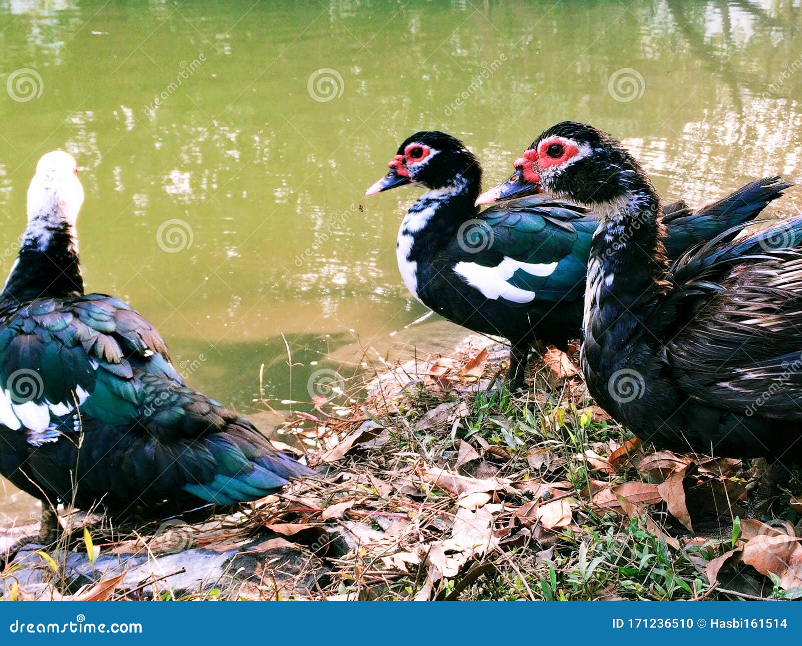 Lahore, Pakistan; Beautiful Ducks beside Lake Stock Photo - Image of ...