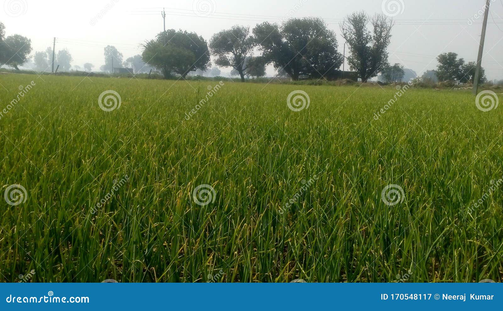 Lahsun tree on the field stock image. Image of lahsun - 170548117