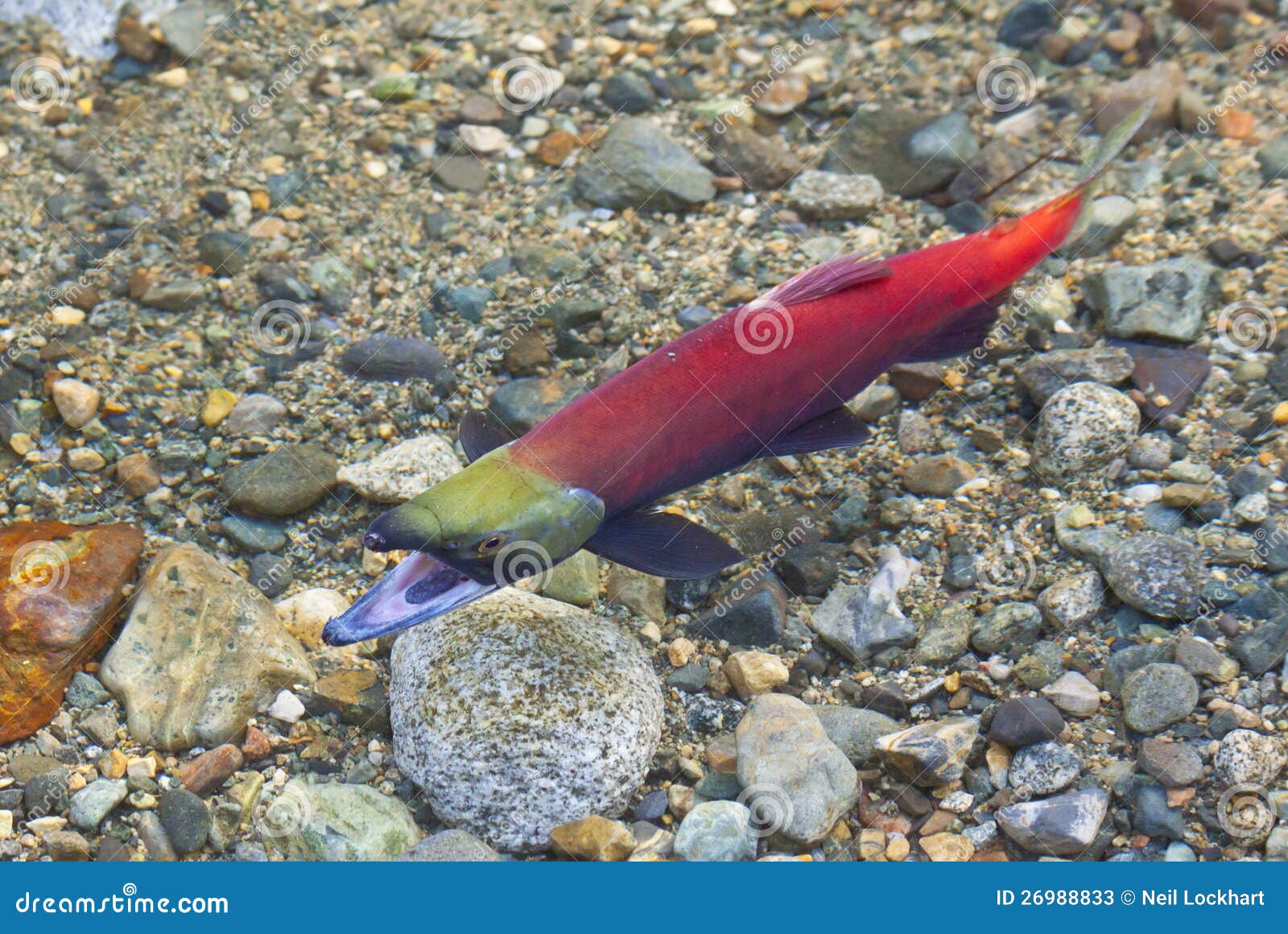 Laichen der Lachse stockbild. Bild von kalifornien, schleife - 26988833
