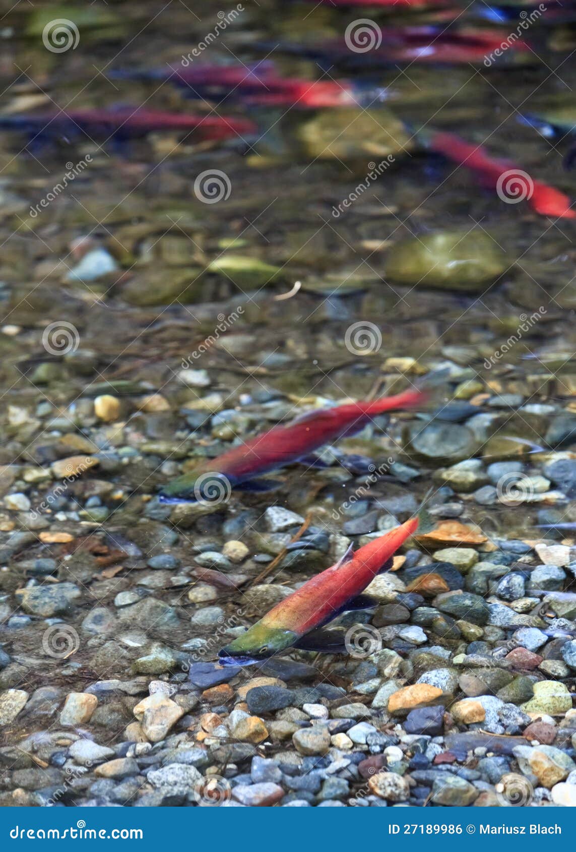 Laichen der Lachse stockfoto. Bild von züchten, leben - 27189986