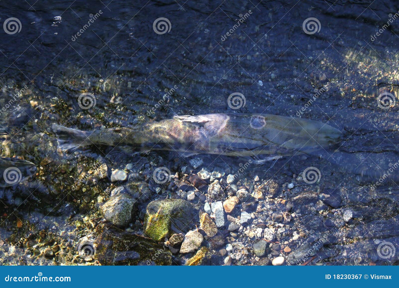 Laichen Der Lachse Im Shallows Stockbild - Bild von lachse, strom: 18230367
