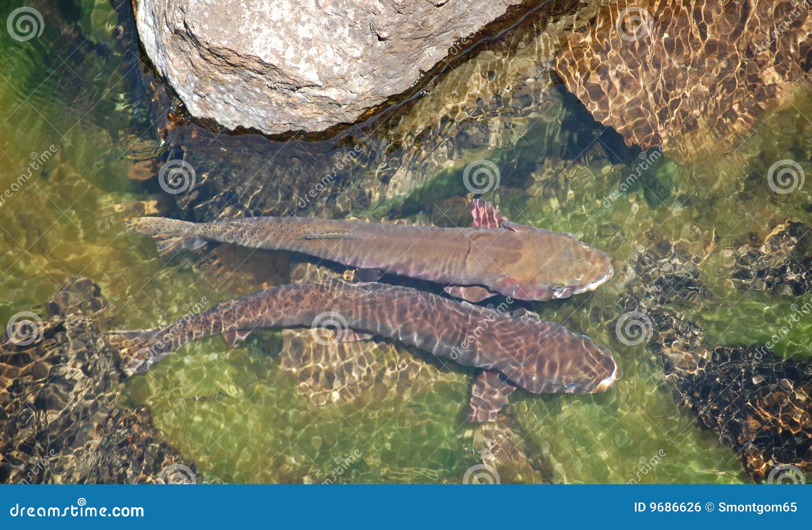 Laichen Des Lachsstillstehens Stockfoto - Bild von mission, strom: 9686626