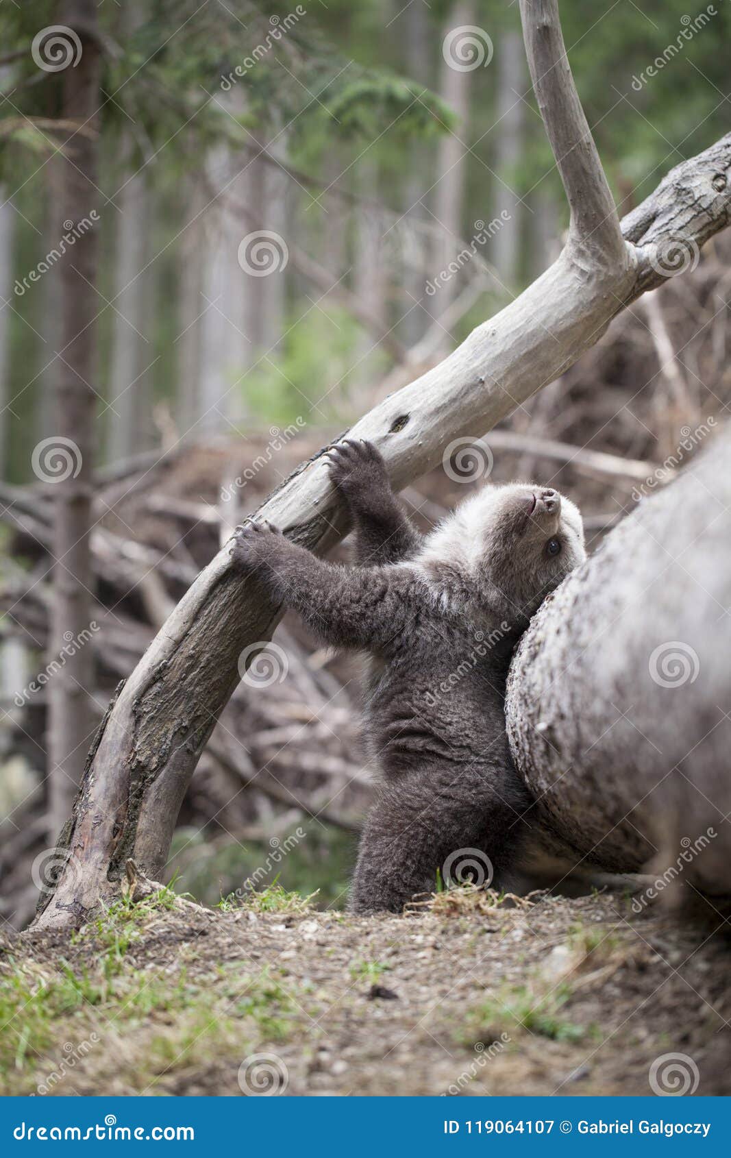 Laid back fluffy bear cub stock image. Image of alone - 119064107
