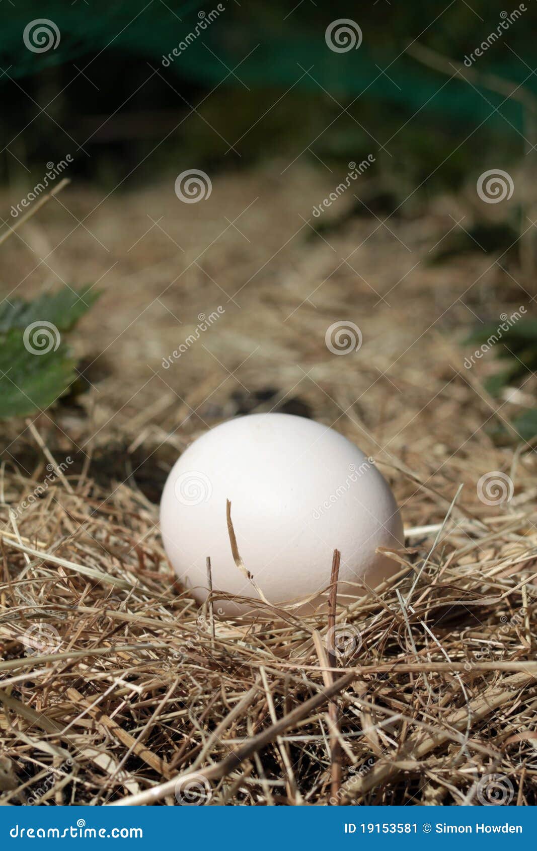 Laid Egg stock image. Image of laid, food, chickens, nestle - 19153581