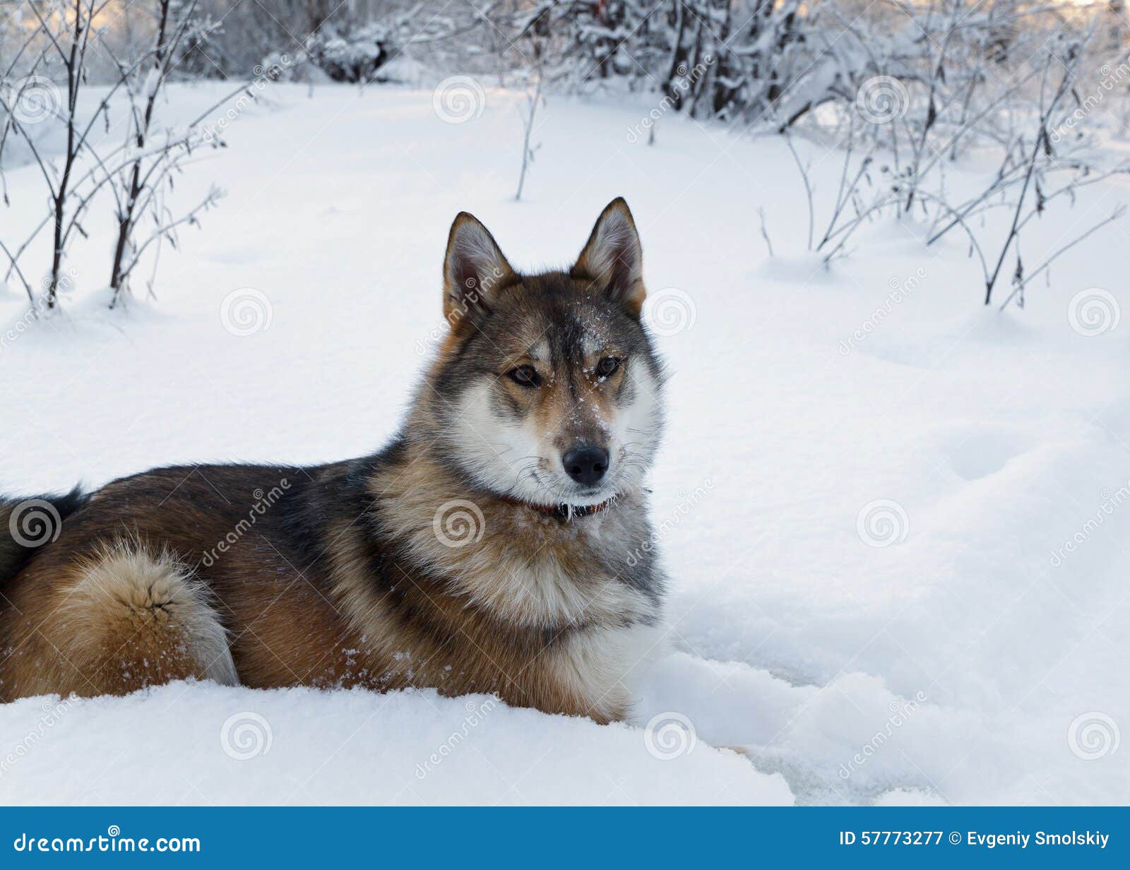 Laika dog stock image. Image of outdoor, hunter, alert - 57773277