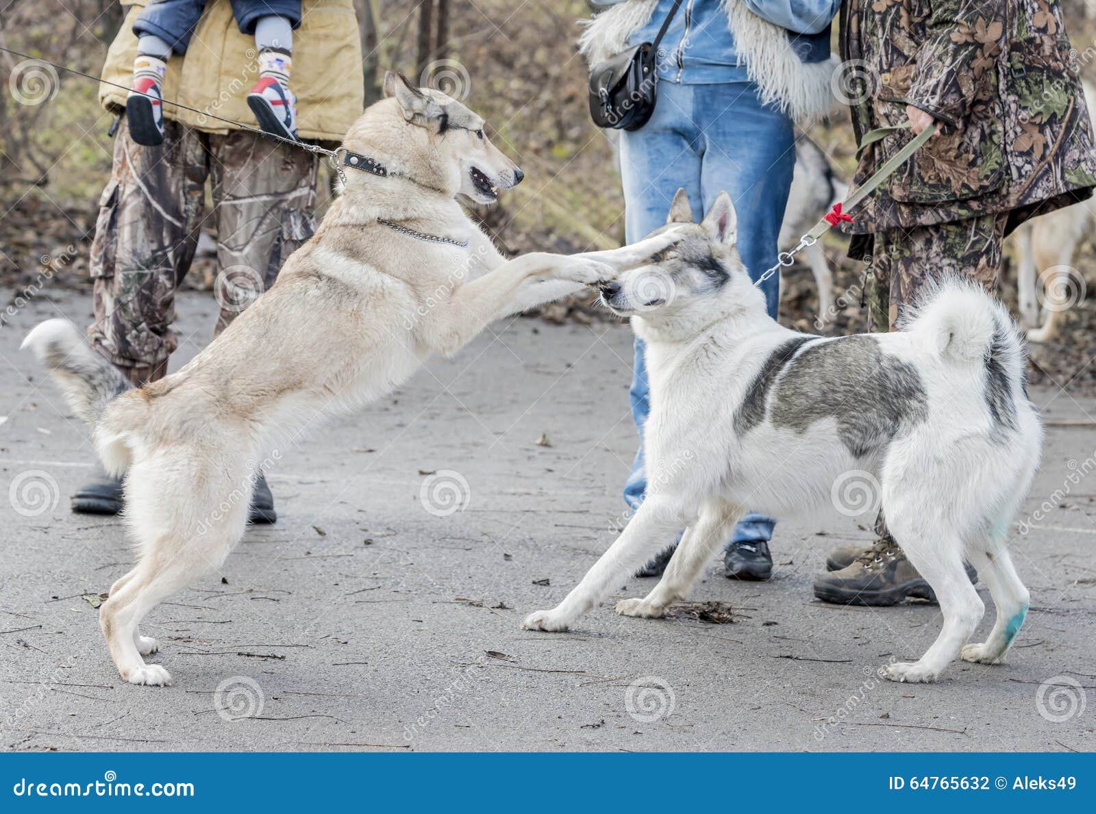 Laika friendly embrace stock photo. Image of embrace - 64765632