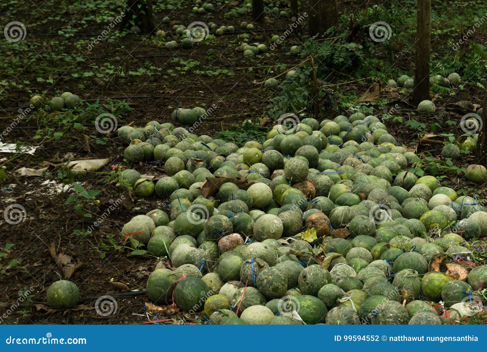 Laissez Beaucoup De Melon De Roche Sur Le Plancher Photo stock - Image ...