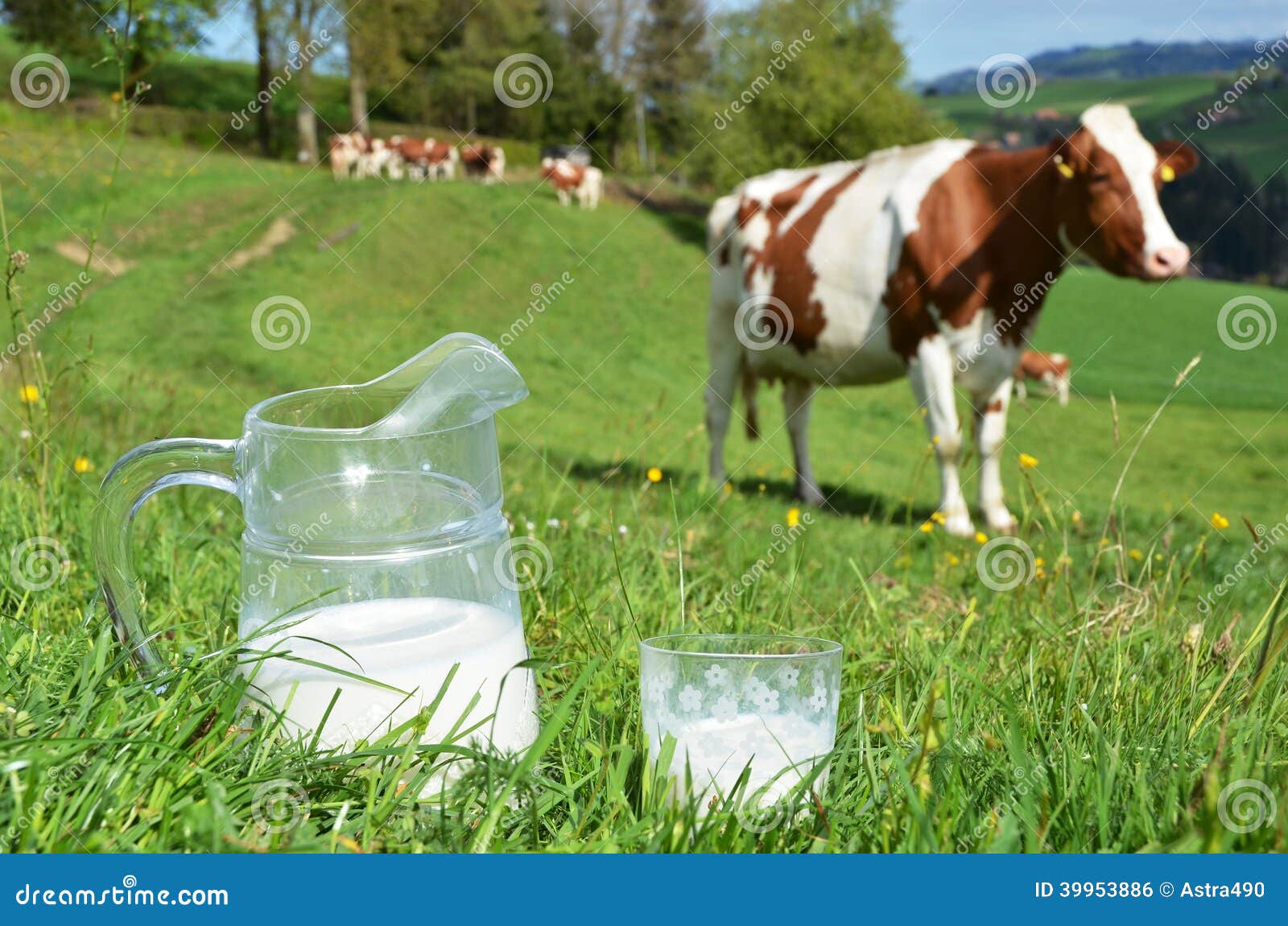 Lait et vaches photo stock. Image du zone, herbe, alpestre - 39953886