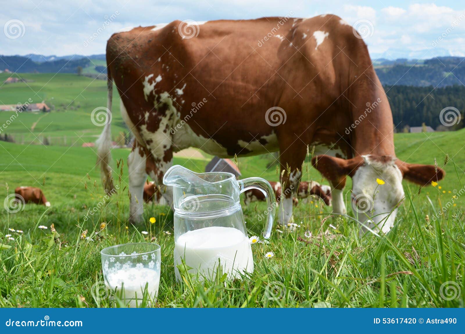 Lait et vaches photo stock. Image du herbe, nourriture - 53617420