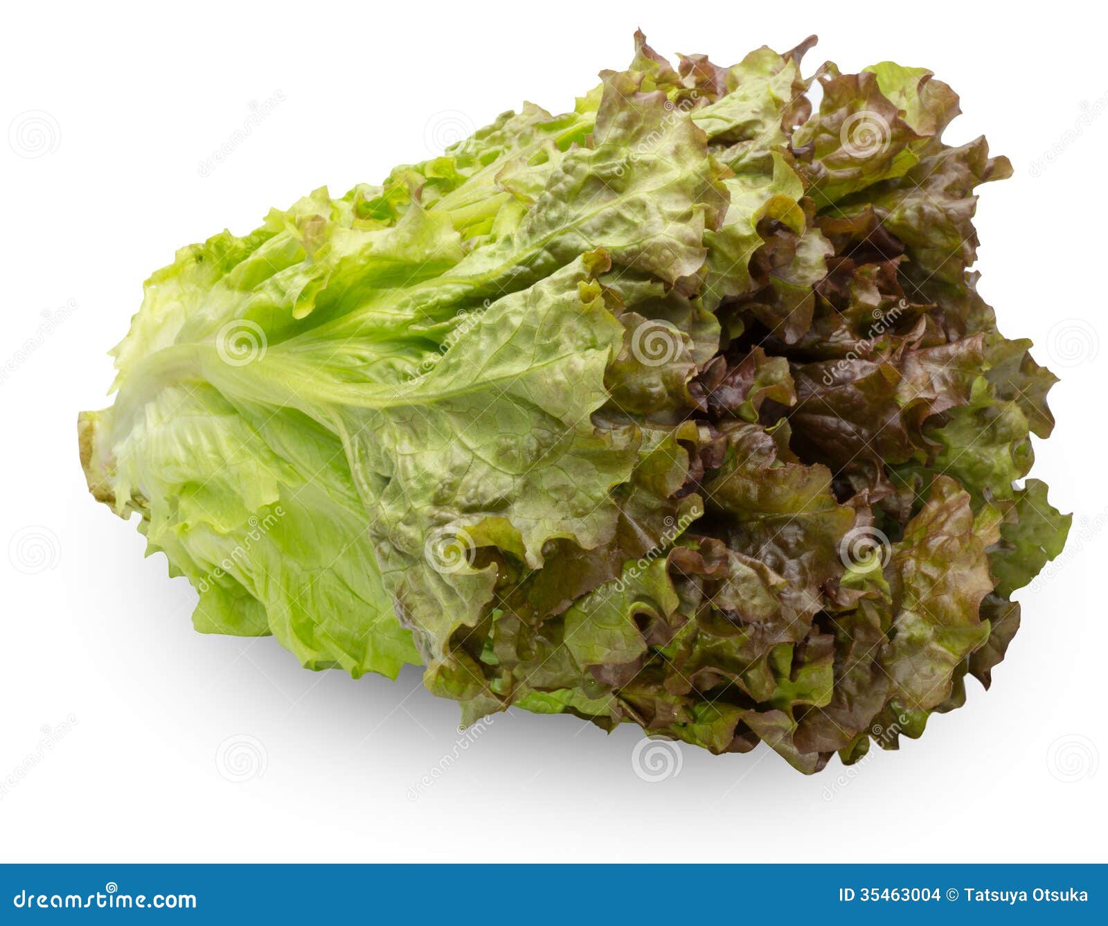 Laitue à Un Arrière-plan Blanc Photo stock - Image du blanc, nourriture ...