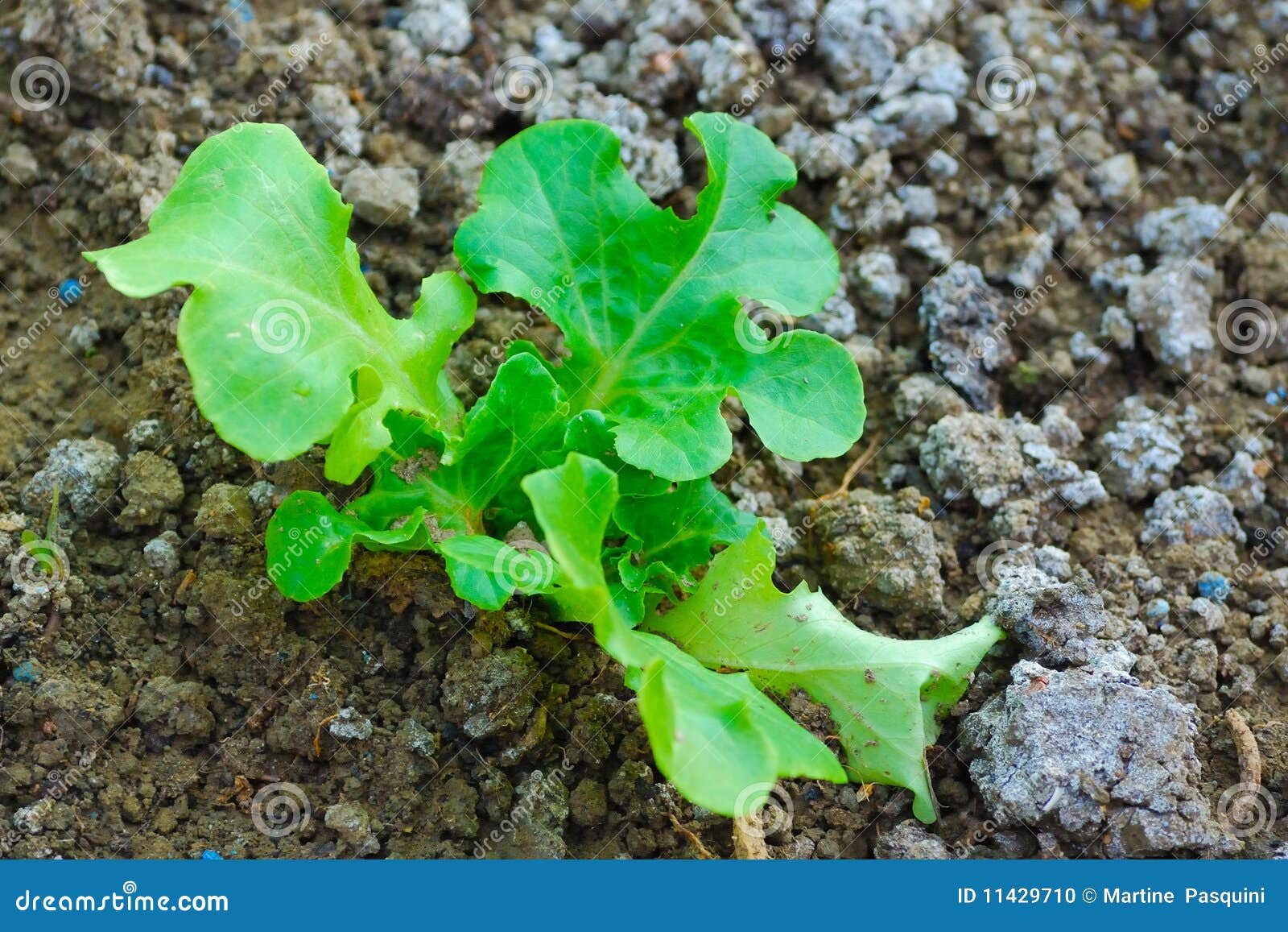 Laitue photo stock. Image du légume, agriculture, centrales - 11429710