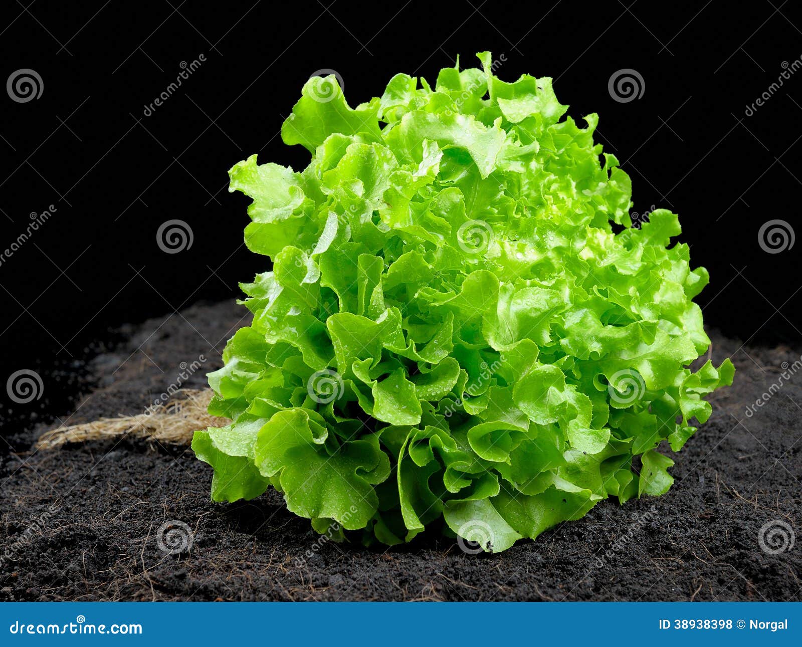 Laitue photo stock. Image du feuillage, nutrition, légume - 38938398