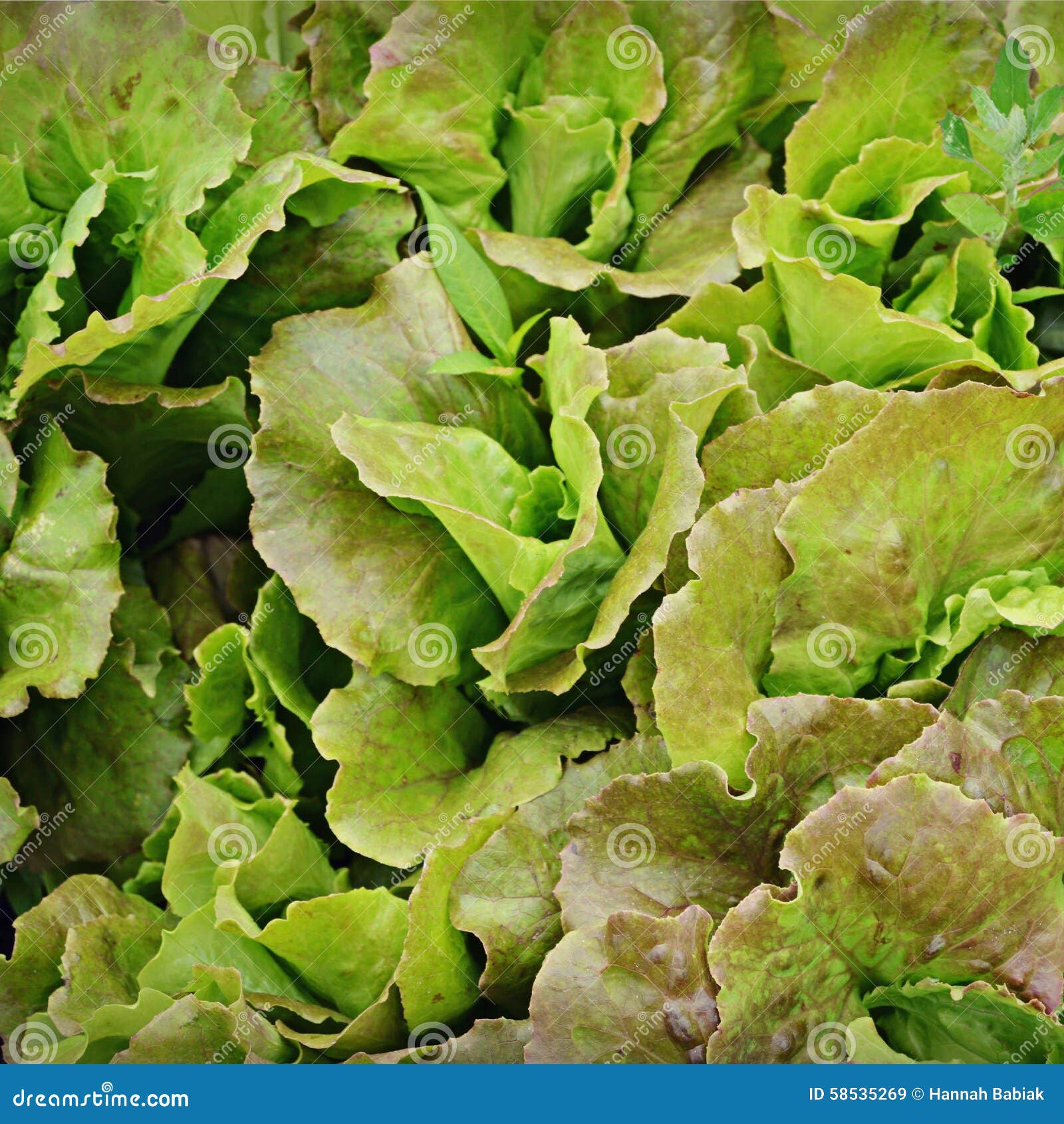 Laitue image stock. Image du bouclé, lame, laitue, fond - 58535269