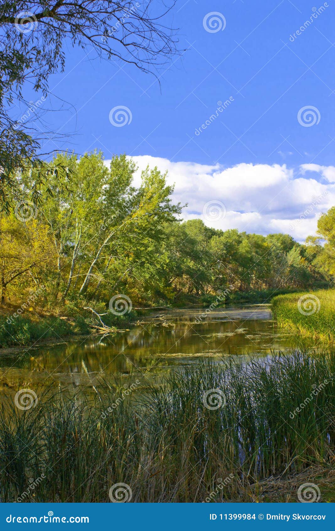 Lake stock photo. Image of beauty, leaf, bulrush, lake - 11399984