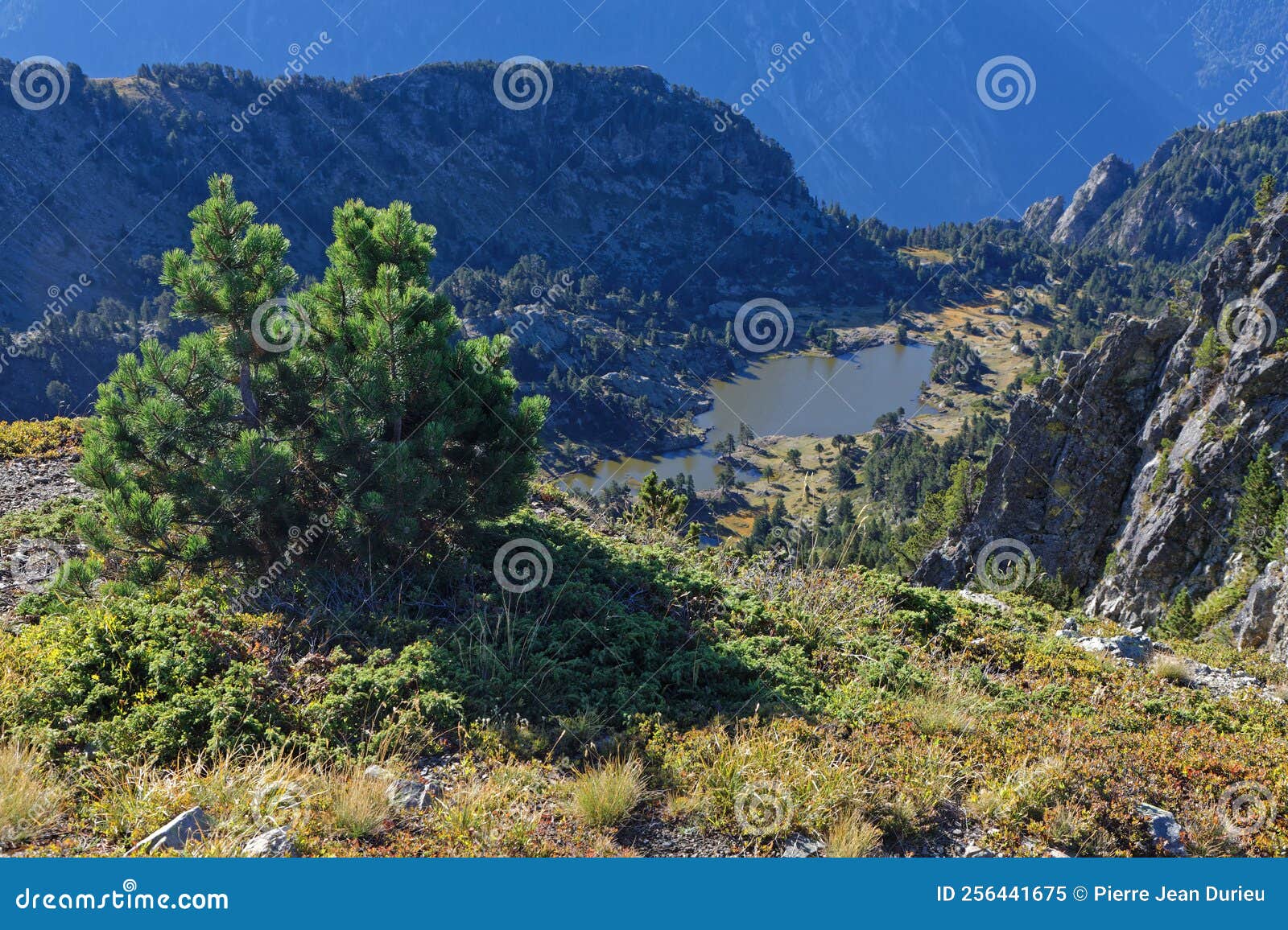 Trees and Lake Achard from Above Stock Image - Image of calm, ecology ...