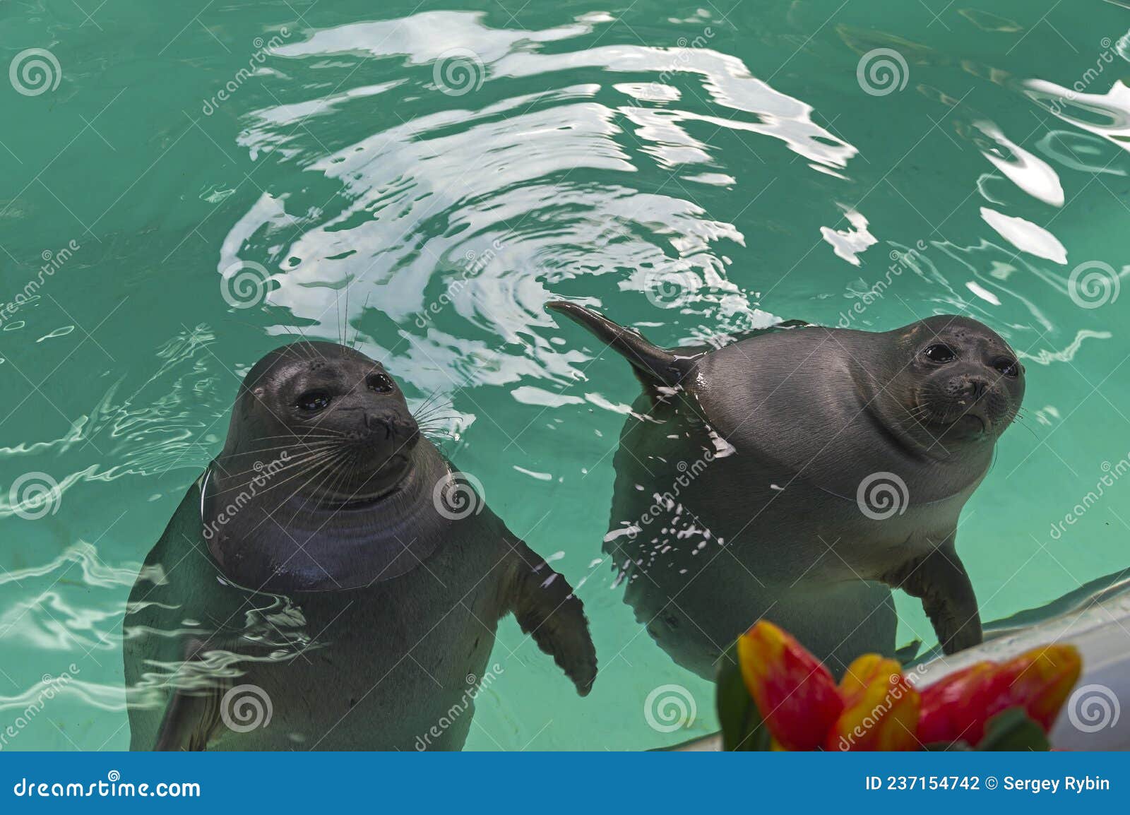Lake Baikal seal stock photo. Image of endemic, water - 237154742