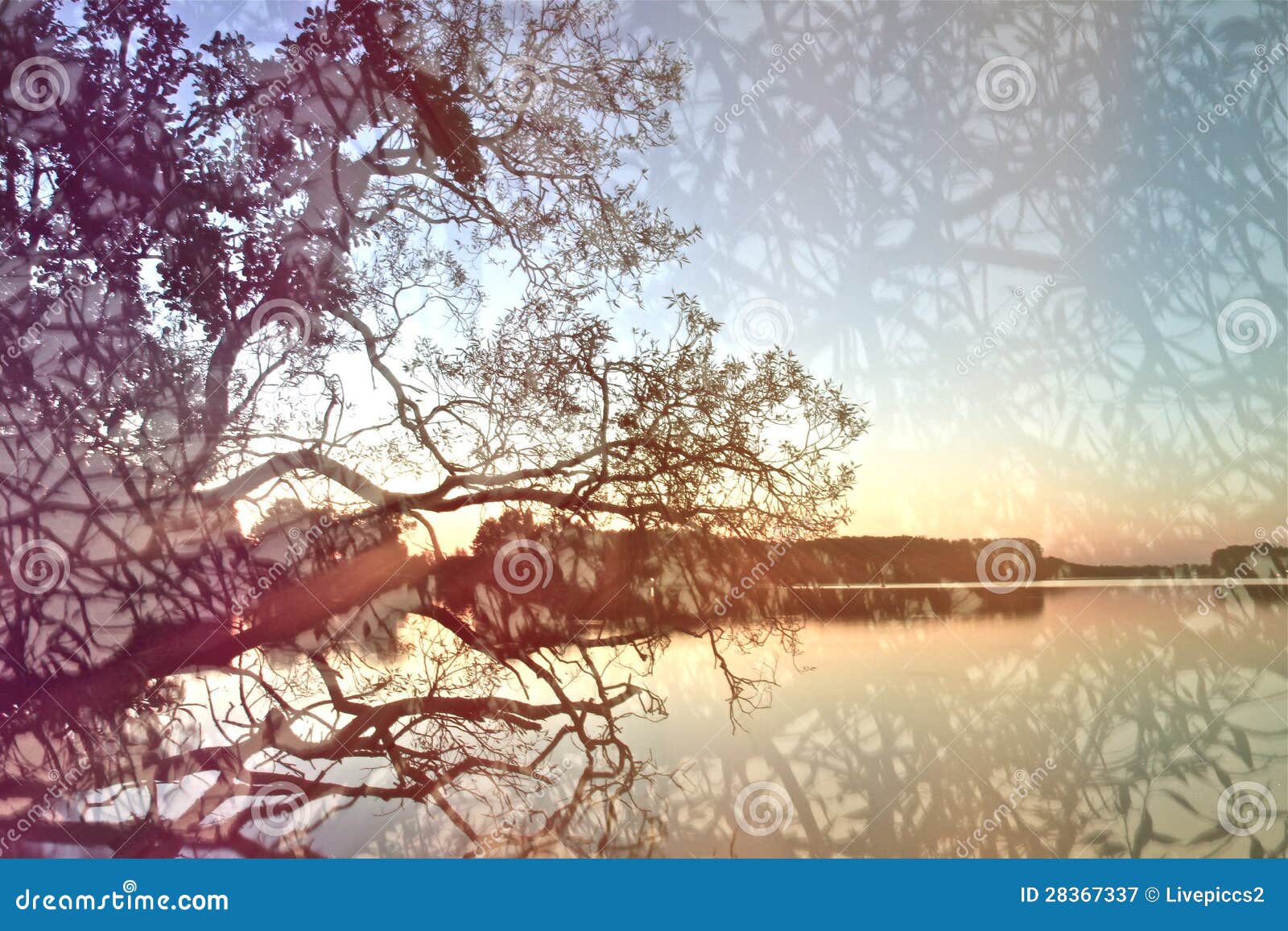 Lake bank stock image. Image of tree, nature, plant, lake - 28367337