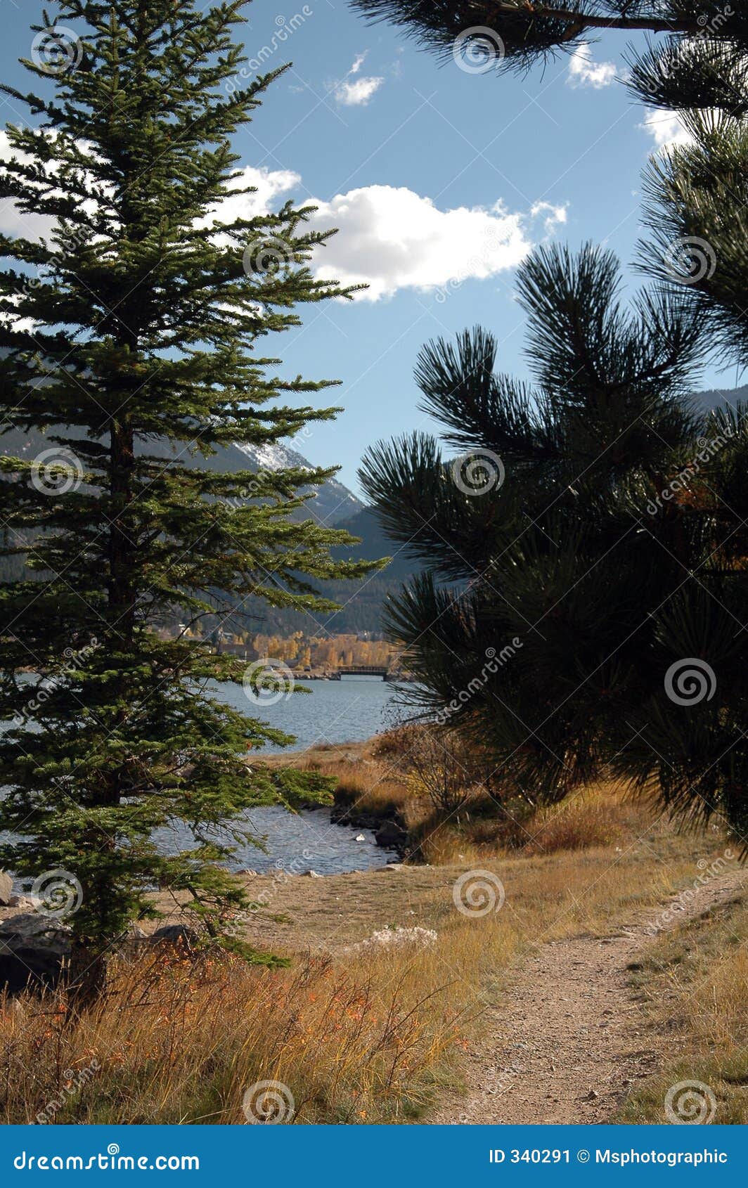 Lake Behind the Trees stock image. Image of tree, shore - 340291