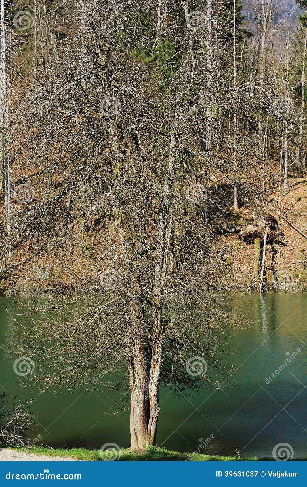 On the lake stock image. Image of tree, lake, wildness - 39631037