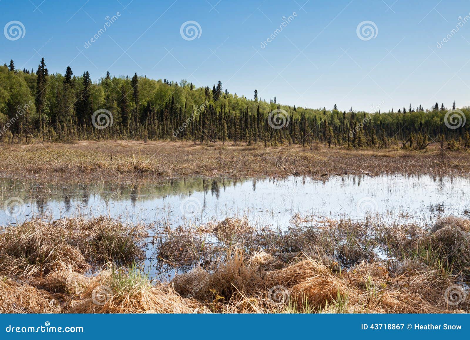 Lake Bog stock image. Image of outdoors, nature, tree - 43718867