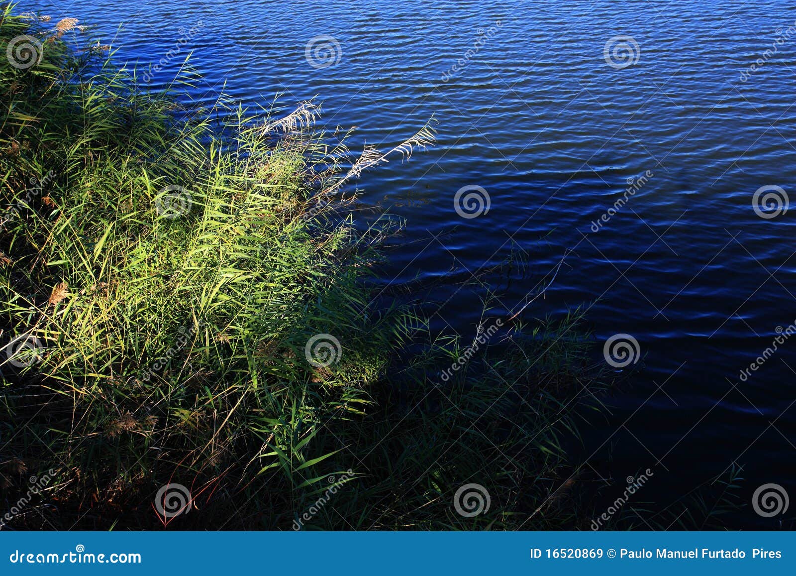 Lake Border stock image. Image of outdoor, still, maple - 16520869