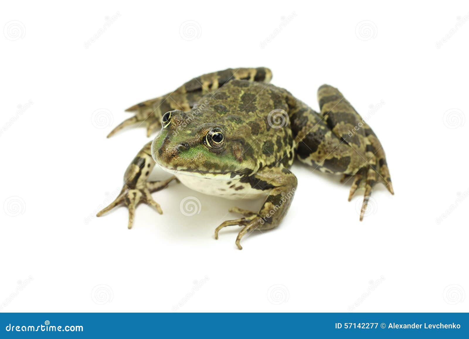 Spotted Frog On Branch, Pelophylax Nigromaculatus, Satara, Maharashtra ...