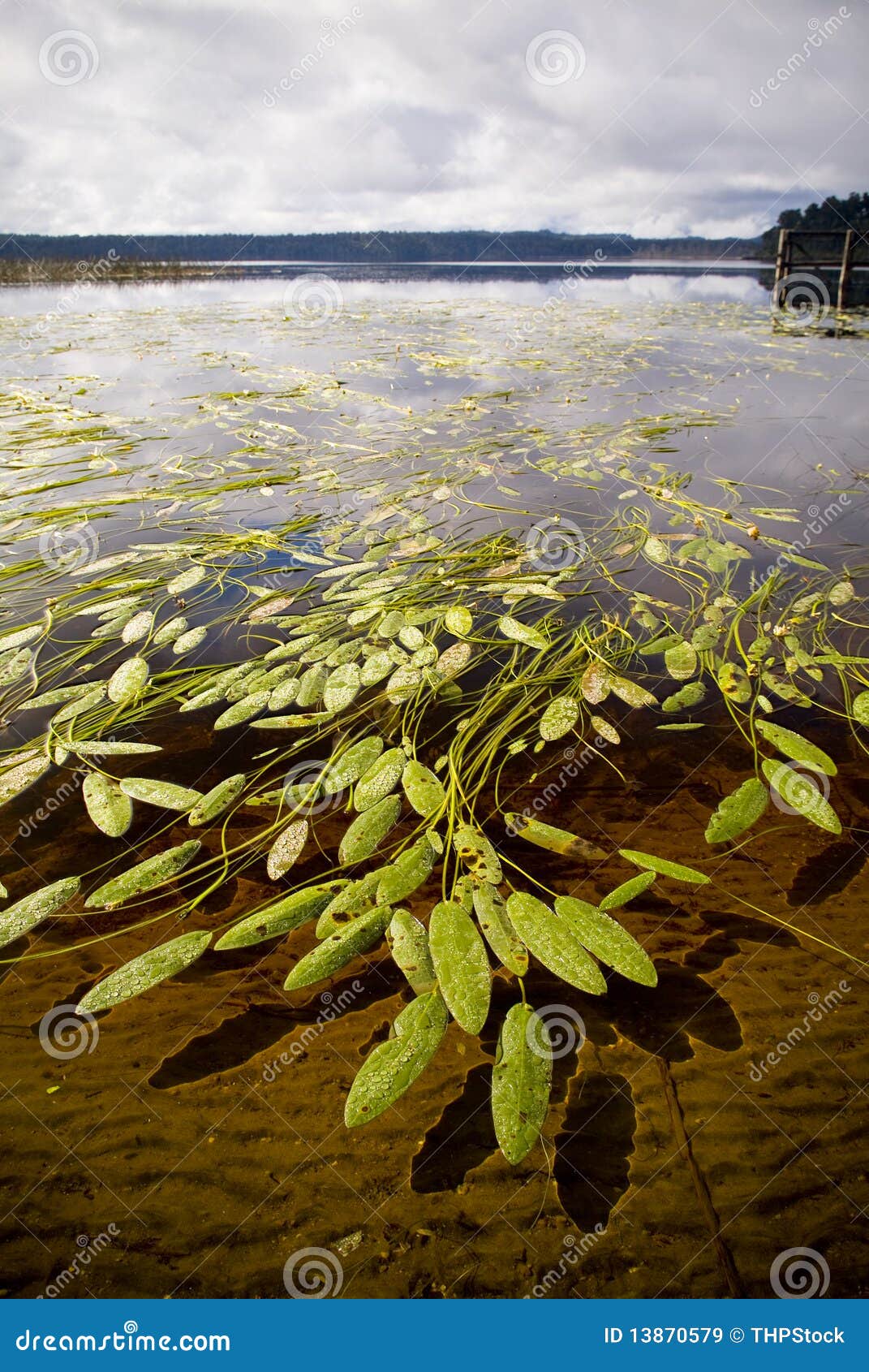 Lake Brunner stock image. Image of nature, zealand, water - 13870579