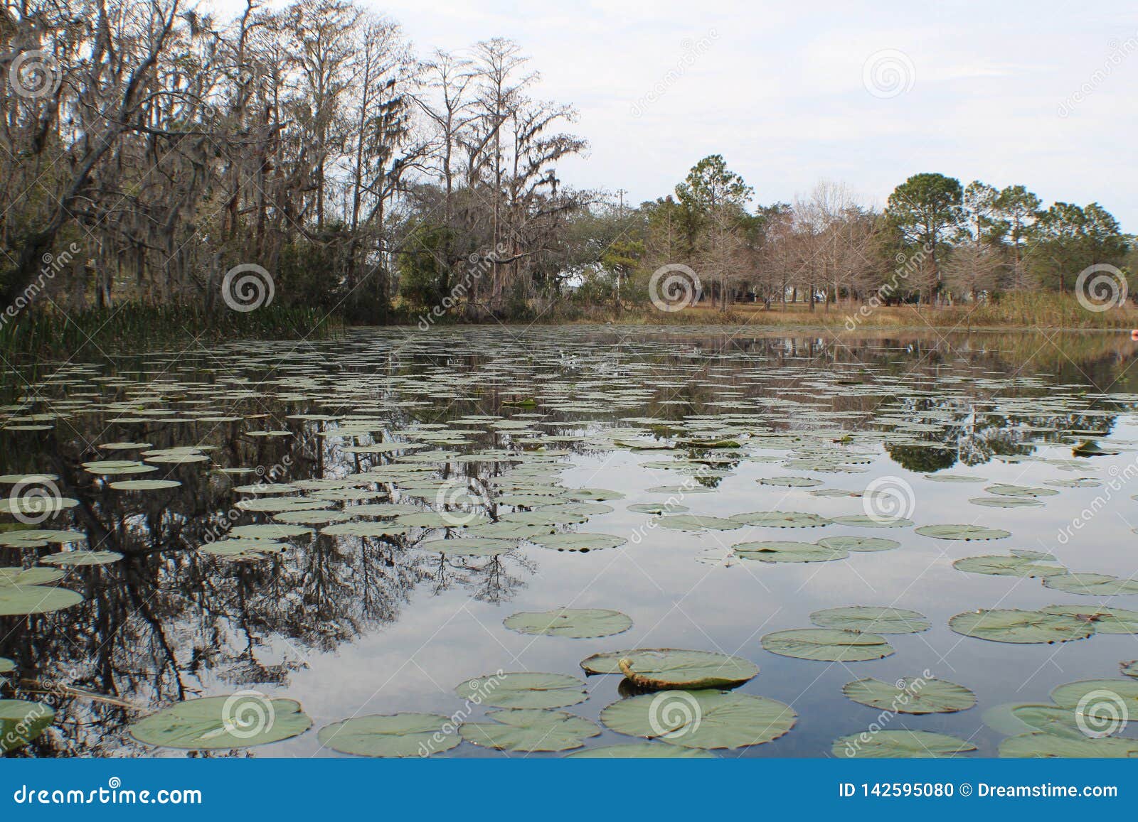 Lake on calm fall stock photo. Image of fall, park, flowers - 142595080