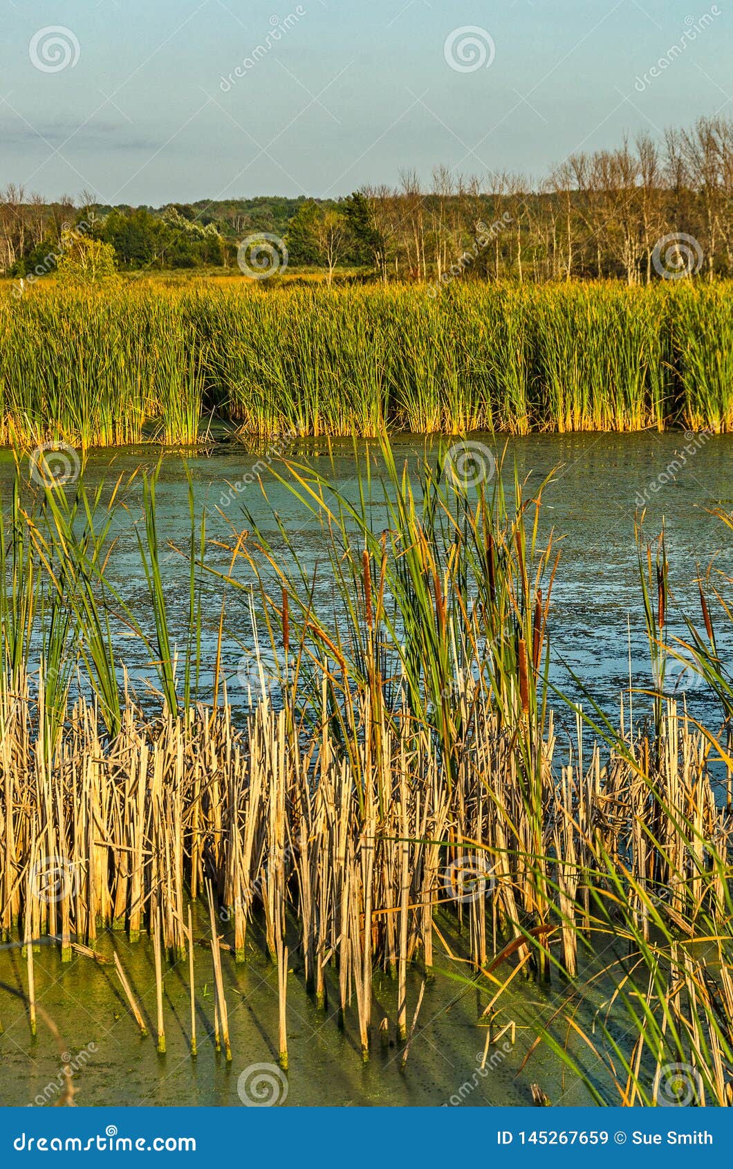Lake with Cattails and Tall Grasses Stock Image - Image of states, lake ...