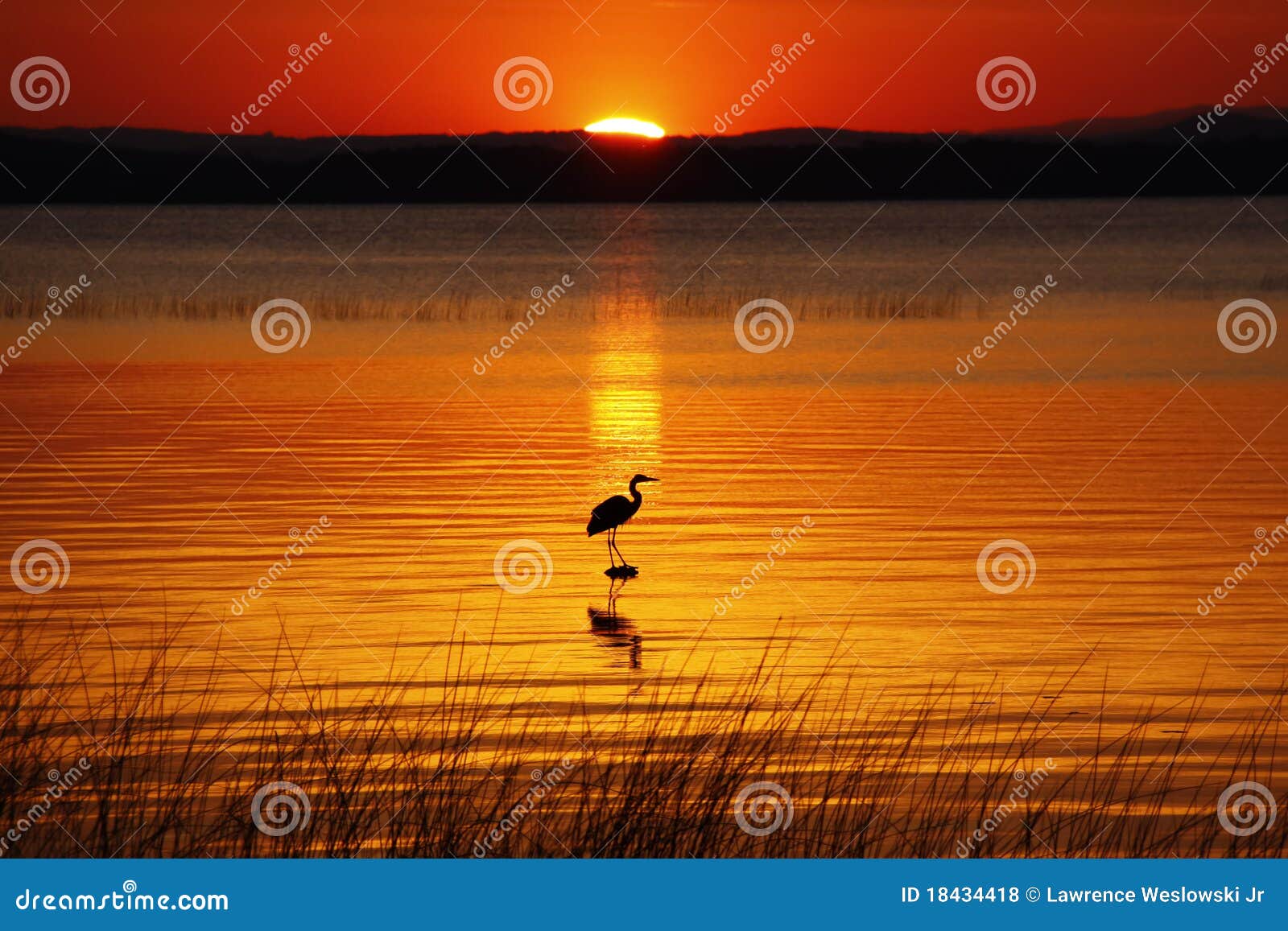 Lake Champlain Hunting Heron at Sunrise Stock Photo - Image of orange ...