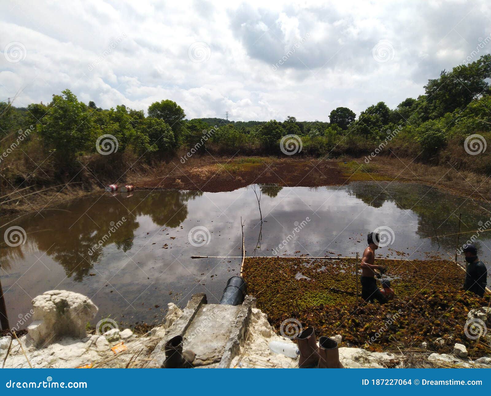 Cleaning Forest Machine Grinding Wood - Environment Editorial Photo ...