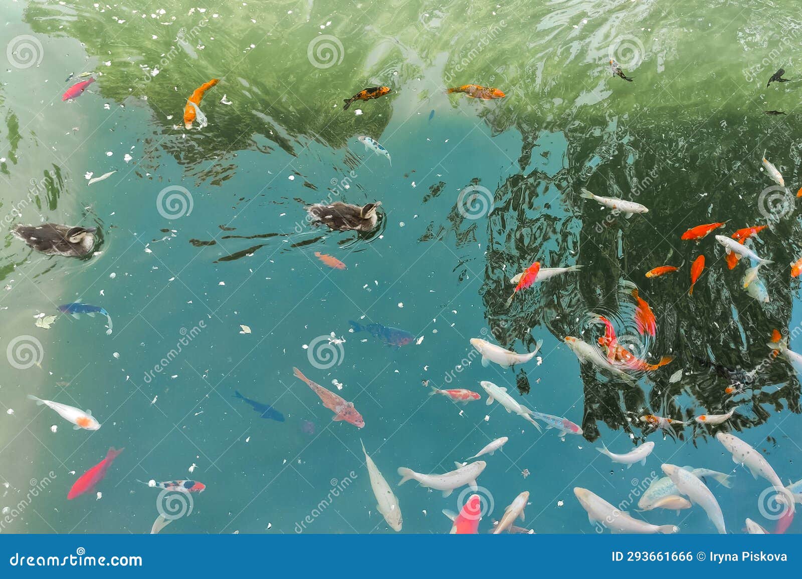 A Lake with Colorful Carp, Fish and Ducks Stock Photo - Image of carp ...