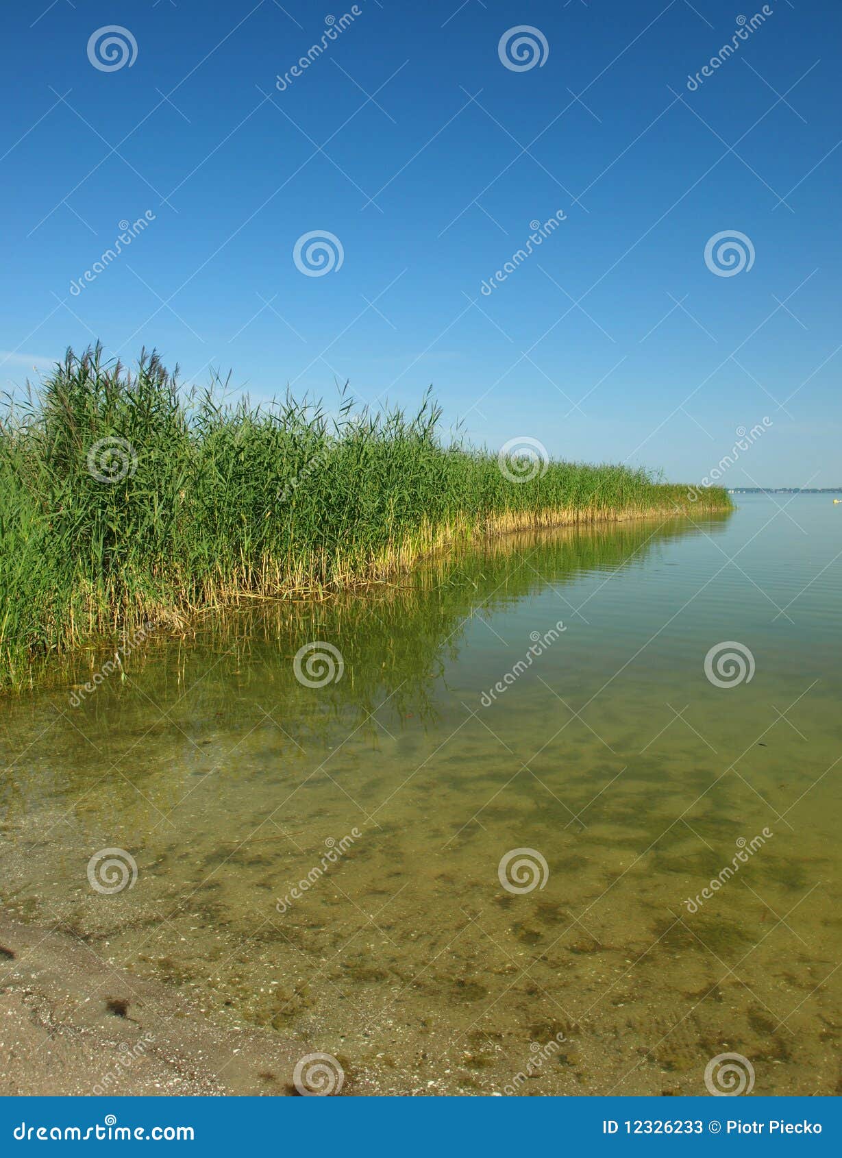 Lake covered with reed stock image. Image of reeds, vacation - 12326233