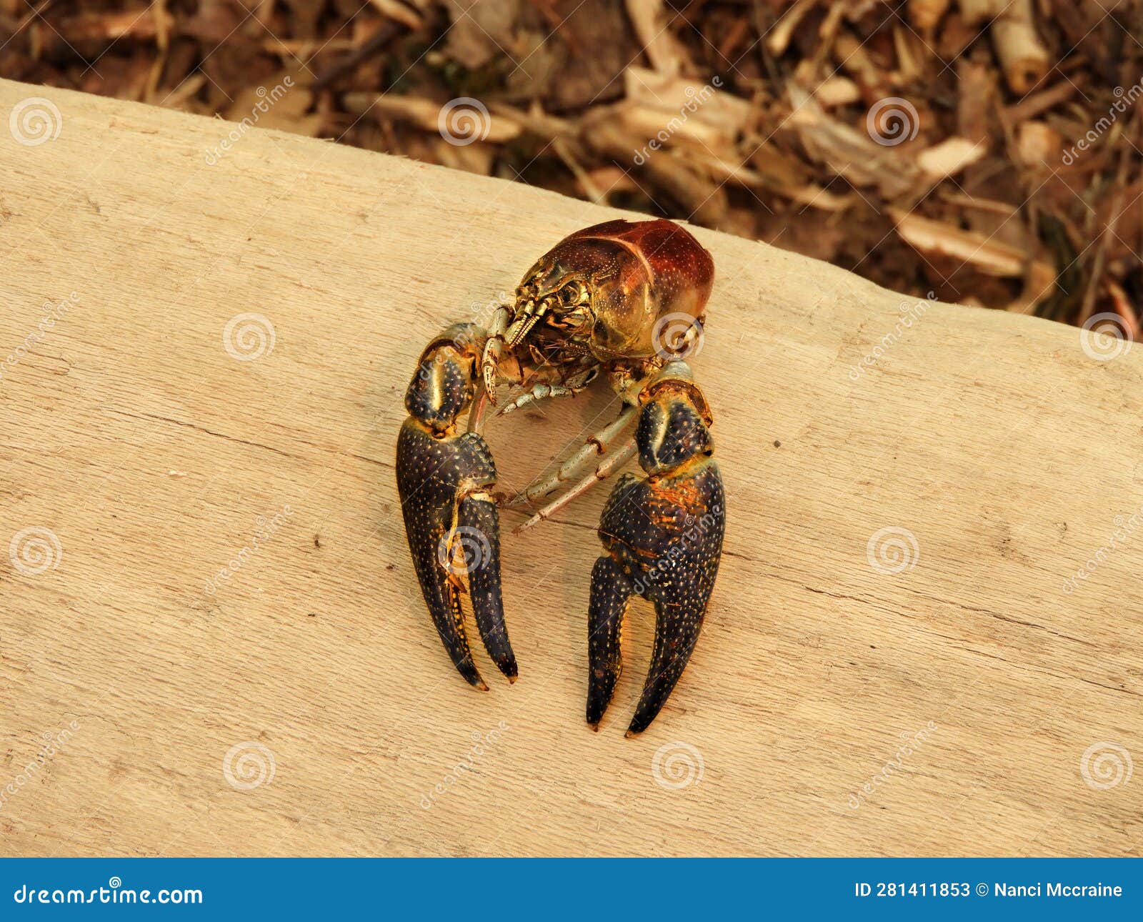 FingerLakes Crayfish Shell after Molting Stock Image - Image of ...
