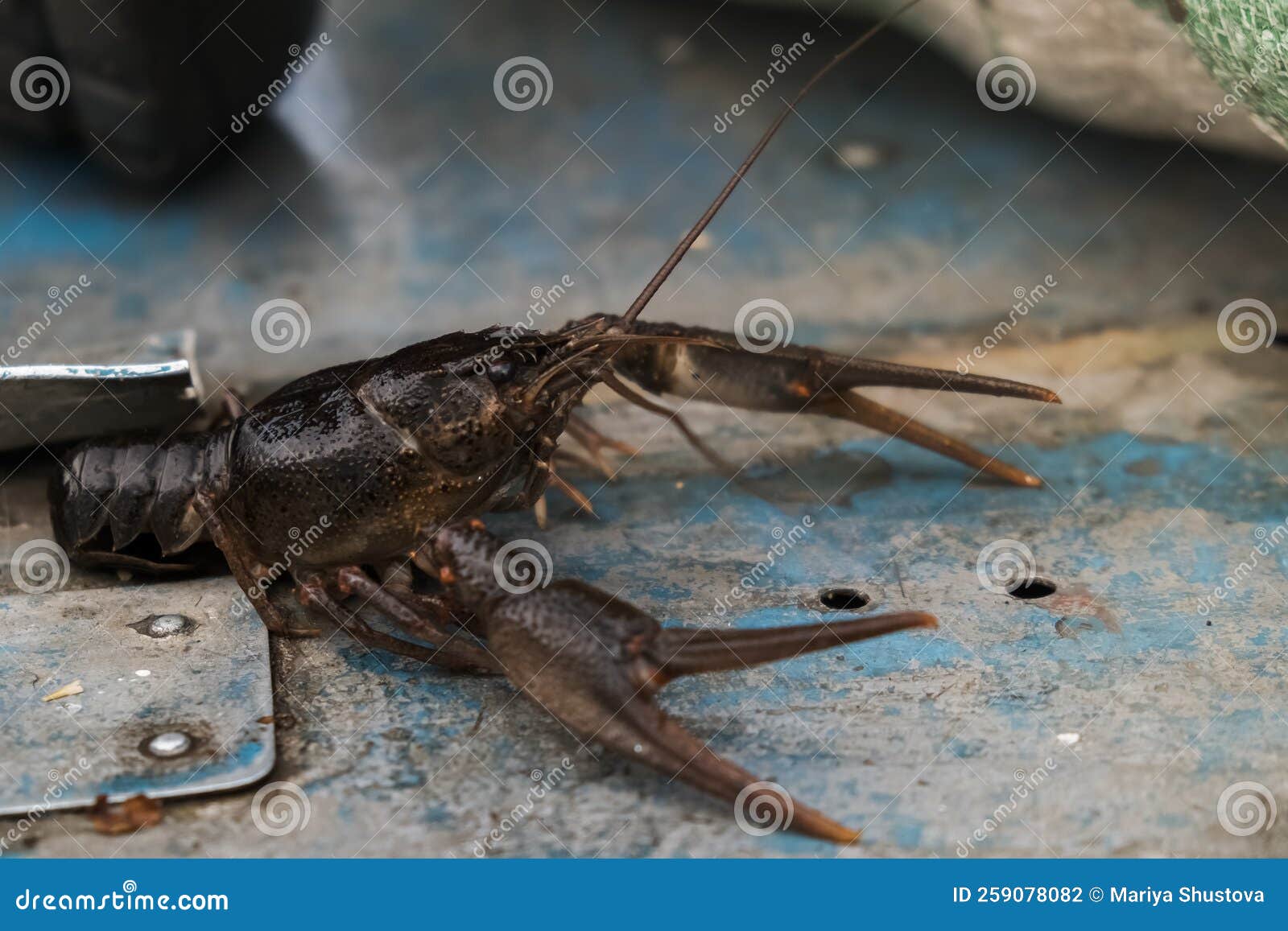 Lake Crayfish on a Metal Boat. Close-up. Stock Photo - Image of ...