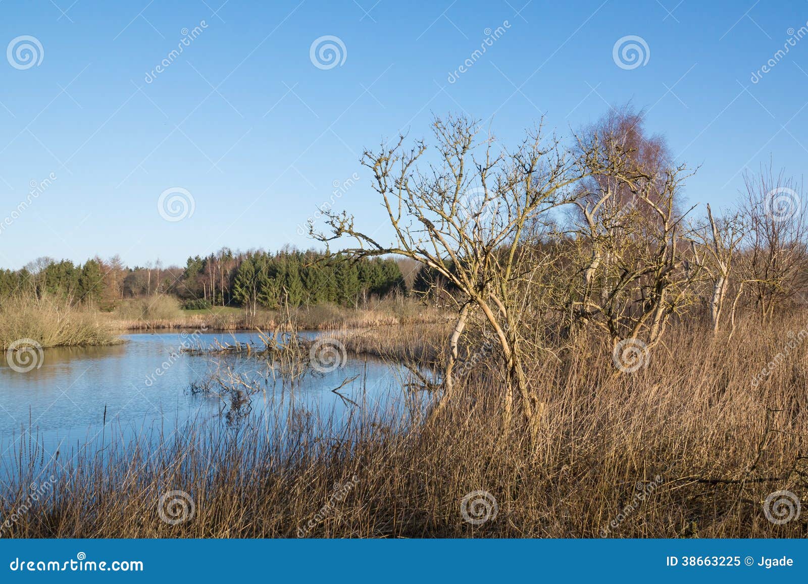 Lake with dead trees stock image. Image of lake, spring - 38663225