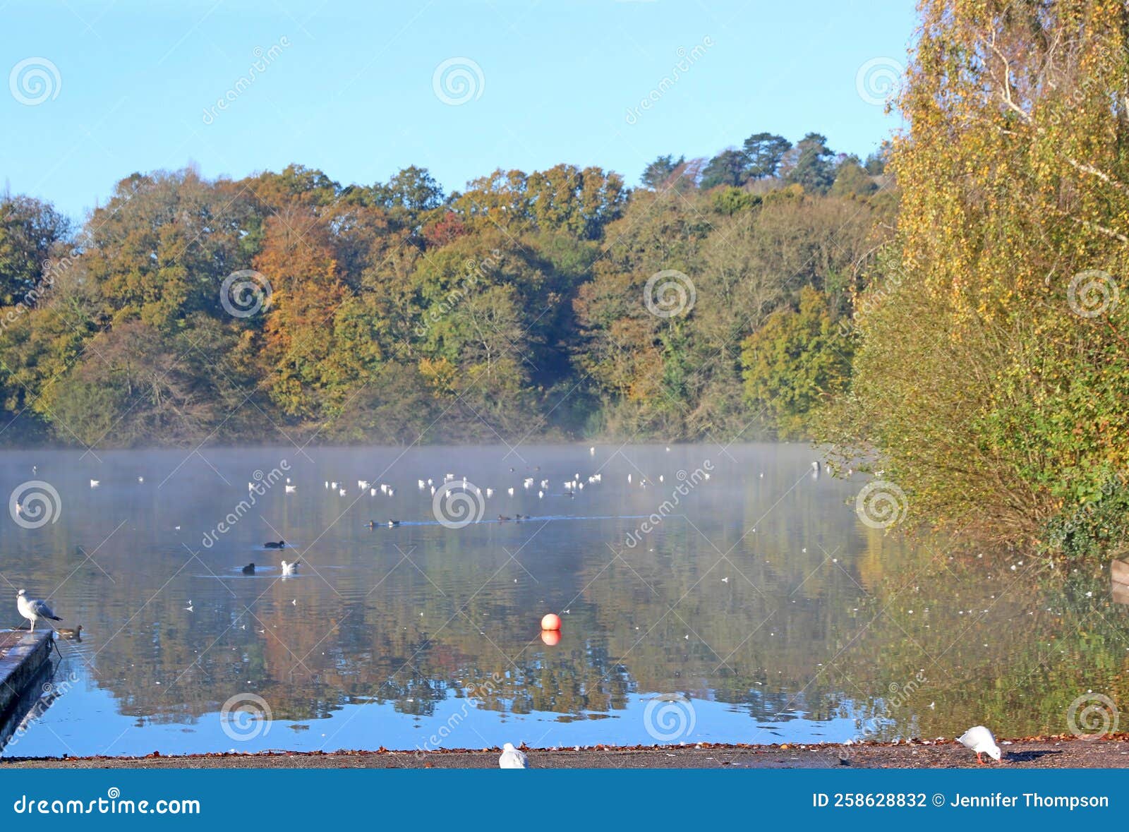 Lake in Decoy Country Park, Devon Stock Photo - Image of leaf, beech ...