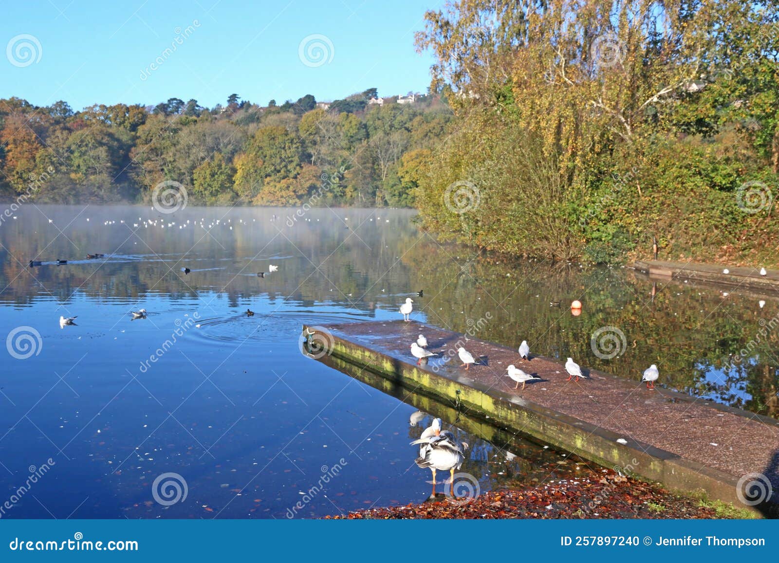 Lake at Decoy Country Park, Devon, in Autumn Stock Photo - Image of ...