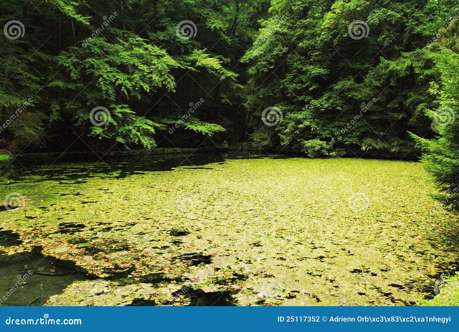 Lake in deep forest stock photo. Image of blue, sunlight - 25117352