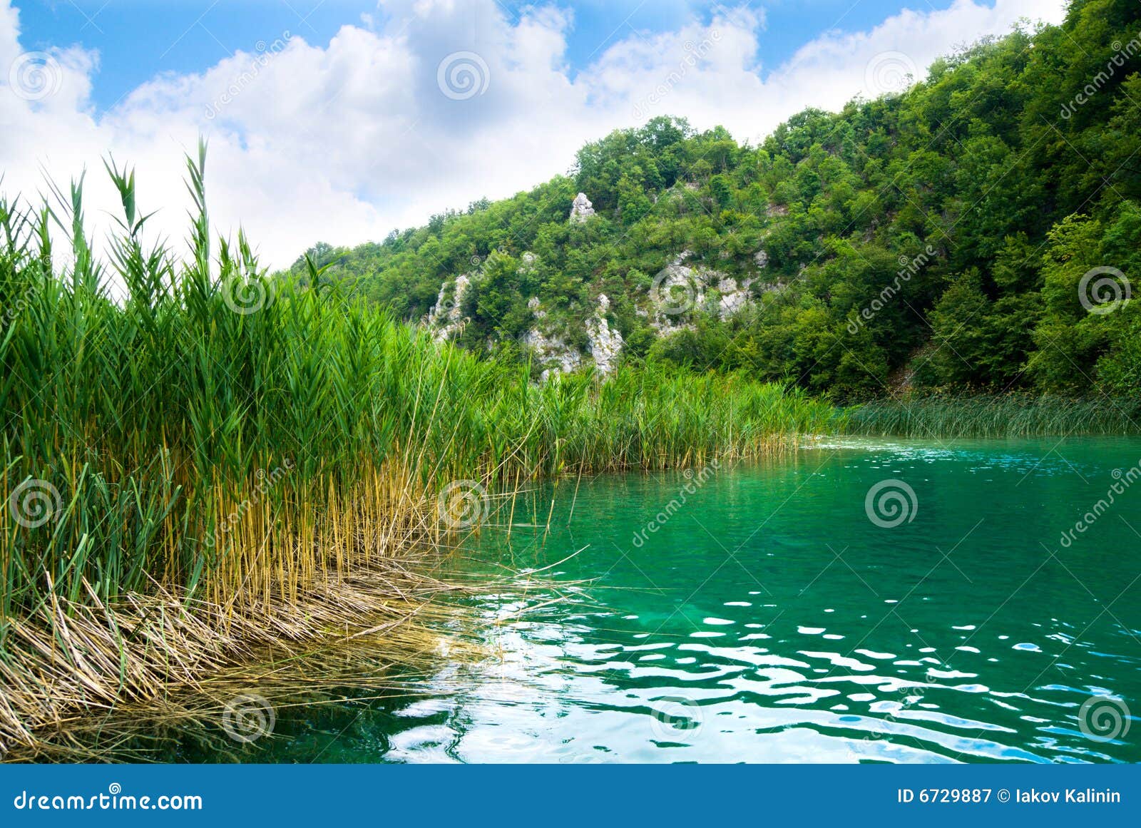 Lake in deep forest stock image. Image of lake, green - 6729887