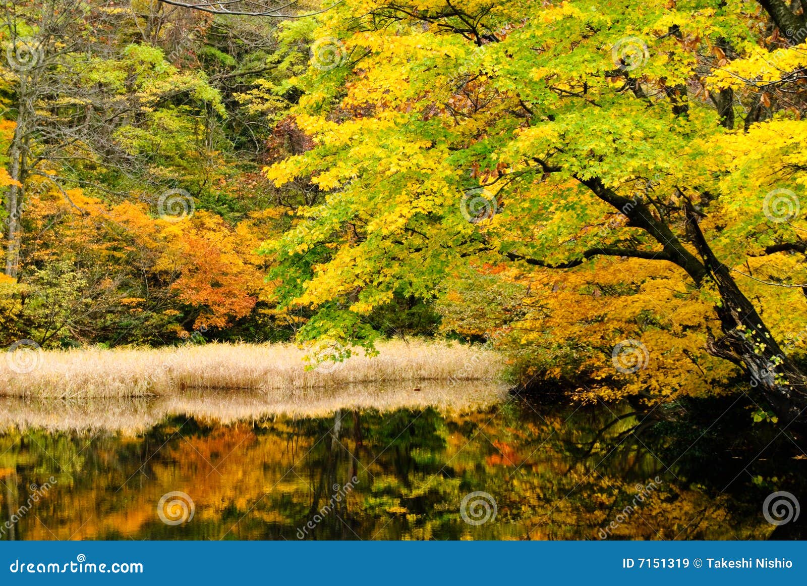 Lake in deep forest stock image. Image of mirror, beautiful - 7151319