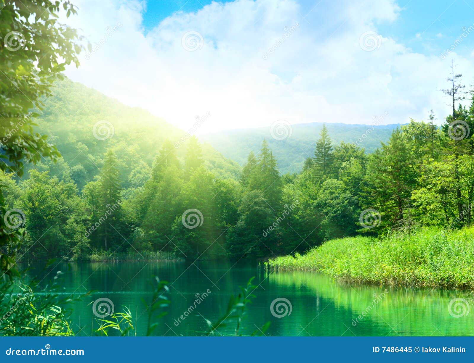 Lake in deep forest stock image. Image of horizon, bright - 7486445