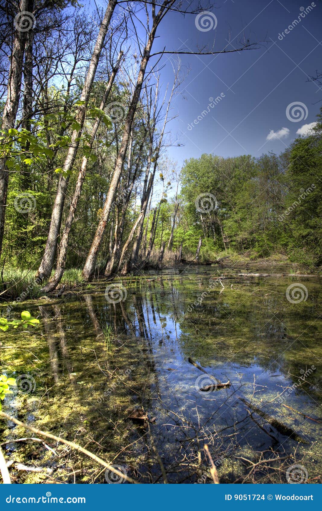 Lake in deep forest stock photo. Image of jungle, rays - 9051724