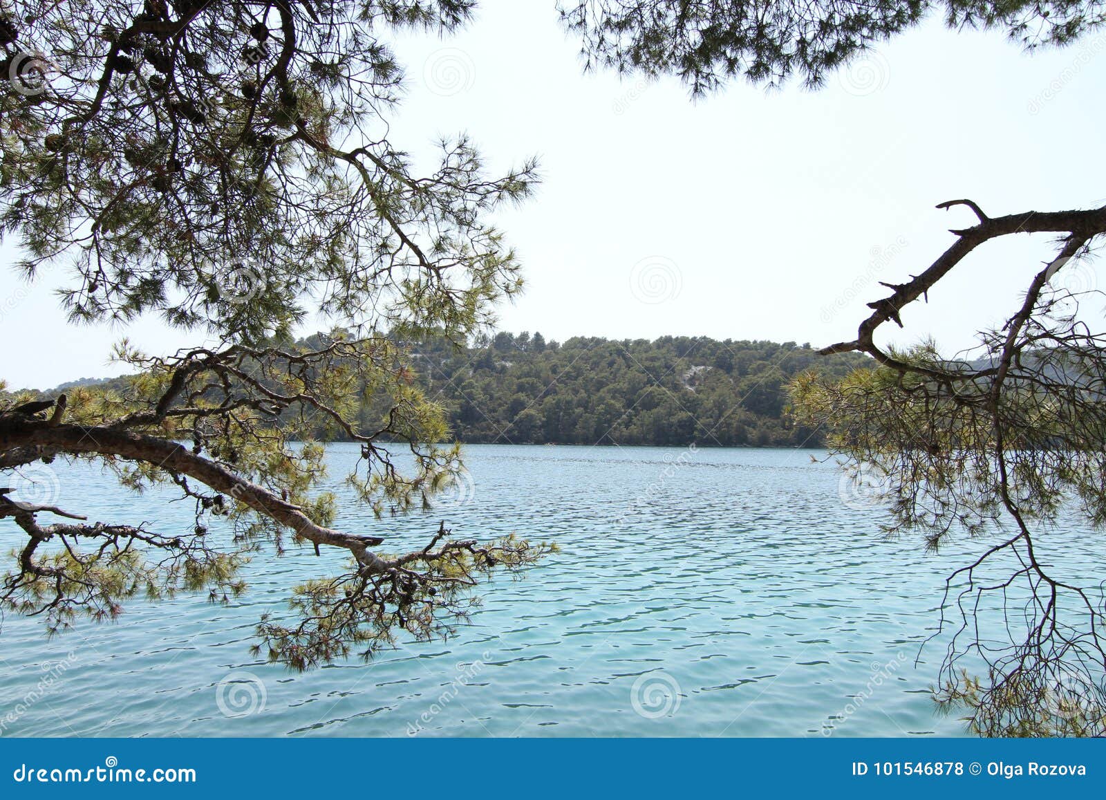 Lake in deep forest. stock photo. Image of environment - 101546878